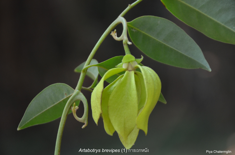 Fragrant Flower Plant - Anno Thailand by Piya