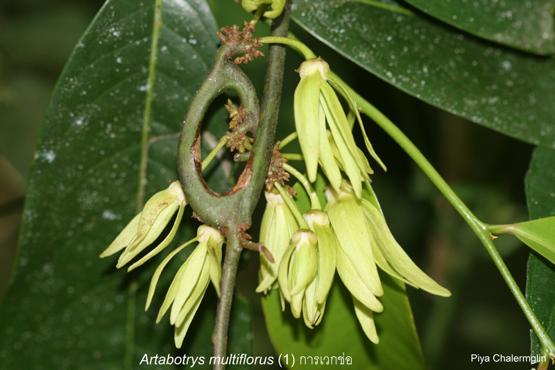 Fragrant Flower Plant - Anno Thailand by Piya