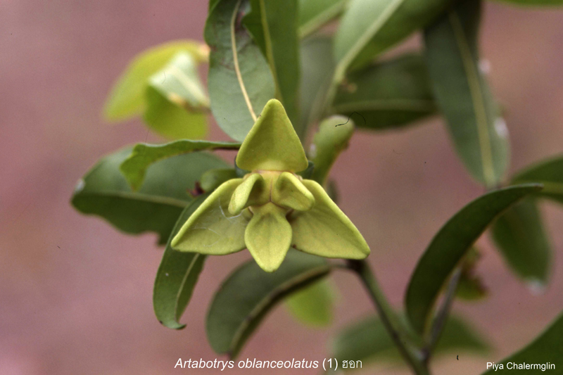 Fragrant Flower Plant - Anno Thailand by Piya