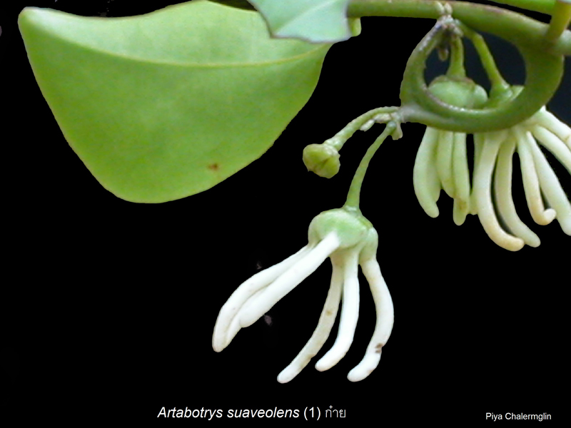 Fragrant Flower Plant - Anno Thailand by Piya